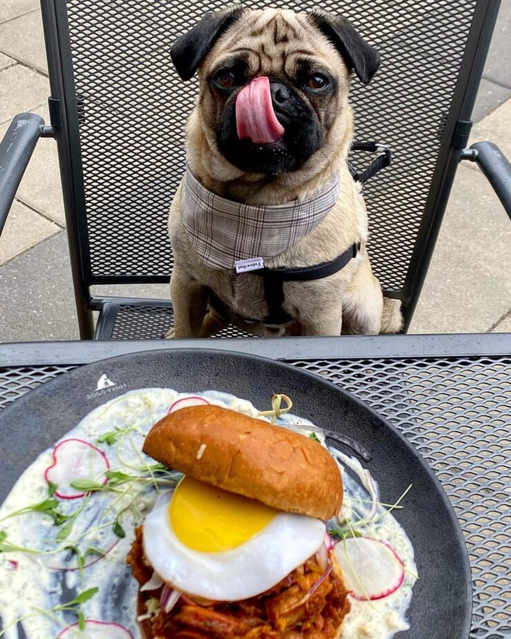 Dog Stranded In Mexico Celebrates Return To MTL At Ruby Café