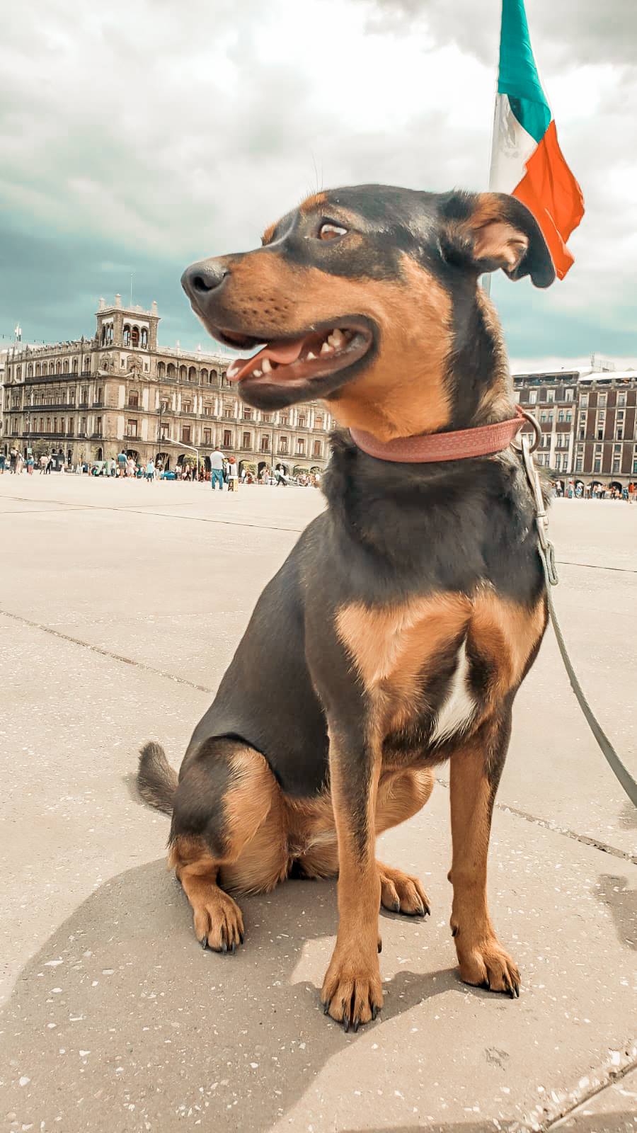 Un Chien échoué Au Mexique Célèbre Son Retour à Montréal Au Ruby Café - Best Kept MTL